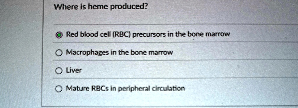where is heme produced red blood cell rbc precursors in the bone marrow ...