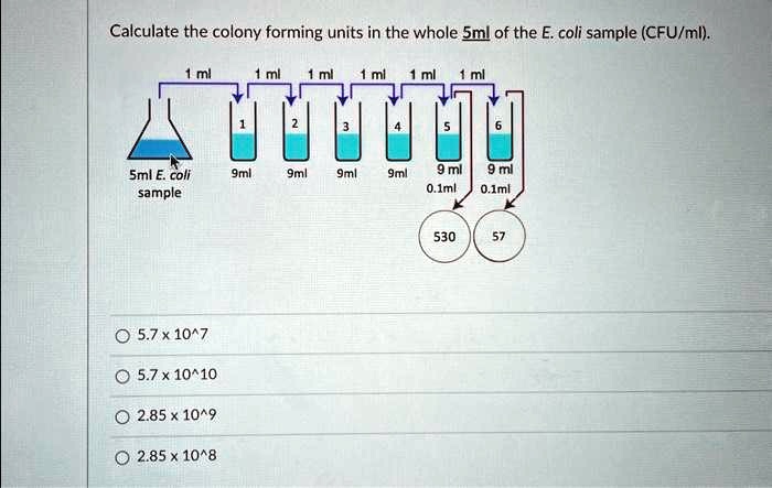 SOLVED: Calculate the colony forming units in the whole 5ml of the E.coli sample(CFU/ml) 1.ml ...