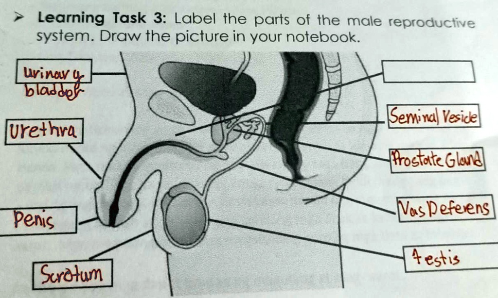 ? Learning Task 3: Label the parts of the male reproductive system. Draw the picture in your ...