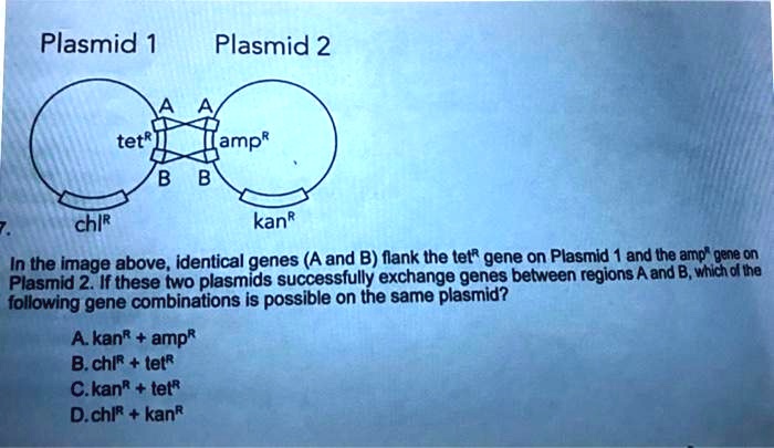 Plasmid 1 Plasmid 2 AA tetr ampr BB chlR kanR 7. In the image above ...