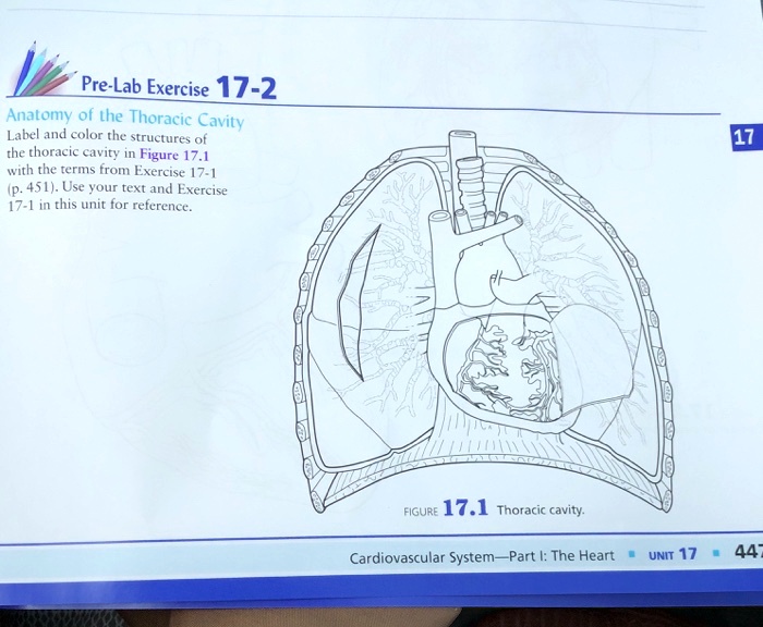 Surface Anatomy Of Ribs Lab 2 Pre Lab Exercise Thoracic Cage Surface Anatomy Of Ribs Lab 2 Pre Lab Exercise Thoracic Cage