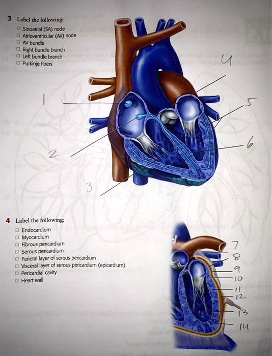 3 Label the following: Sinoatrial (SA) node Atrioventricular (AV) node ...