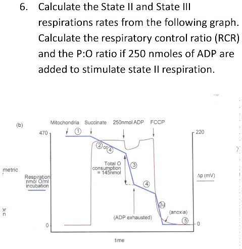 SOLVED: Calculate the State II and State III respiration rates from the ...