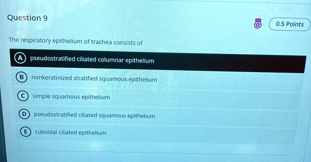 question 9 the respiratory epithelium of trachea consists of a ...