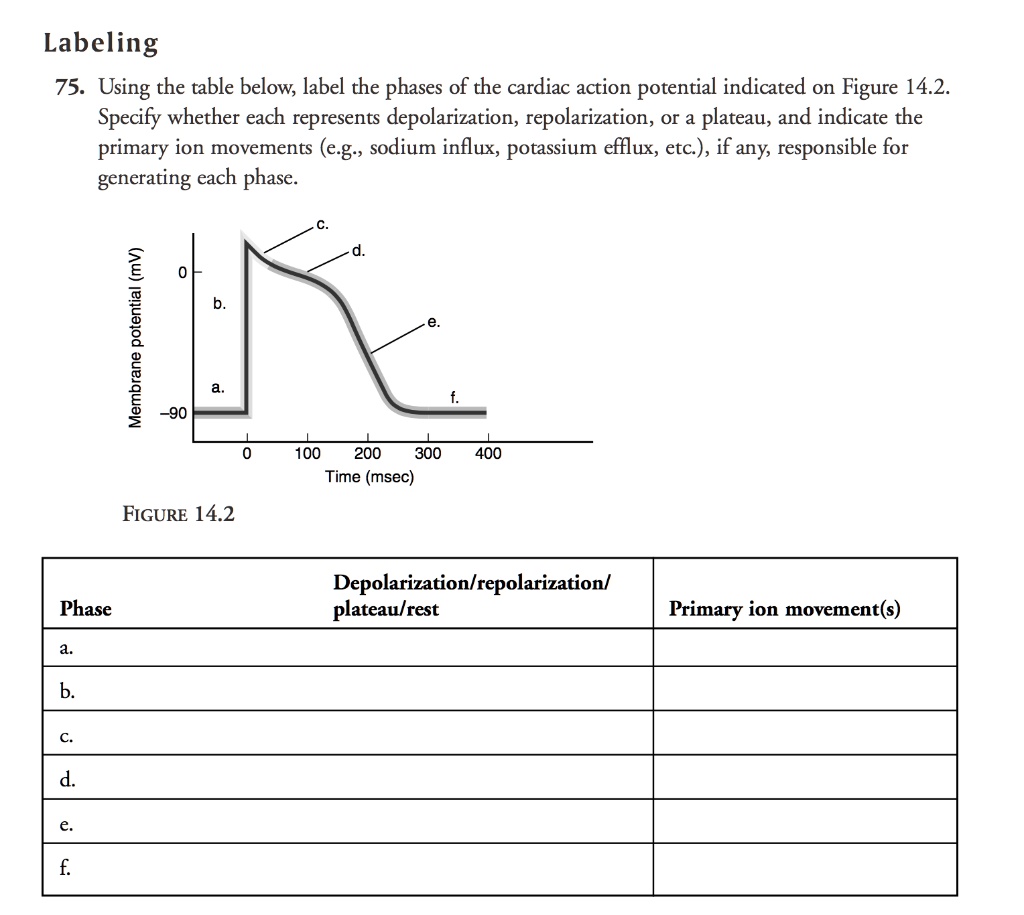 SOLVED: Labeling 75. Using the table below, label the phases of the ...