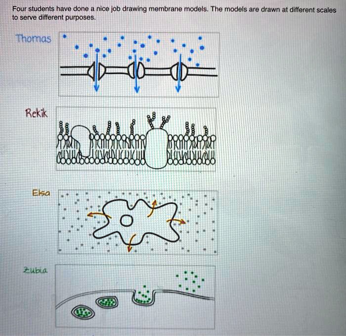 SOLVED: Four students have done a nice job drawing membrane models. The ...