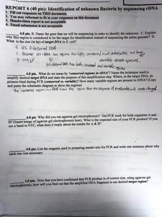 SOLVED: REPORT (40 pts): Identification of unknown Bacteria by ...