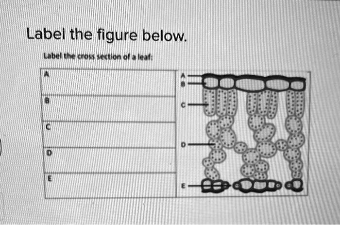 SOLVED: Label the cross-section of a leaf.