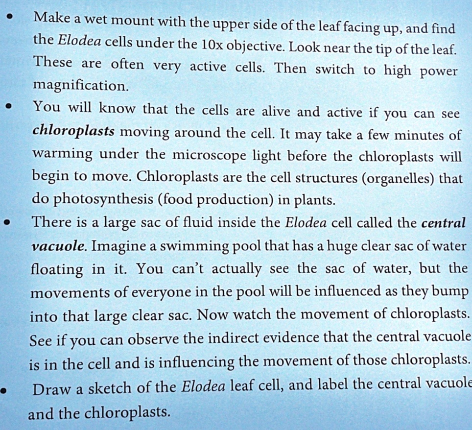 SOLVED:Make a wet mount with the upper side of the leaf facing - up ...