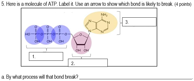 5 here is molecule of atp label it use an arrow to show which bond is ...