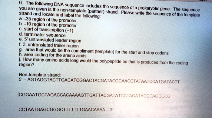 SOLVED: The following DNA sequence you are given is Ihe non includes ... SOLVED: The following DNA sequence you are given is Ihe non includes ...