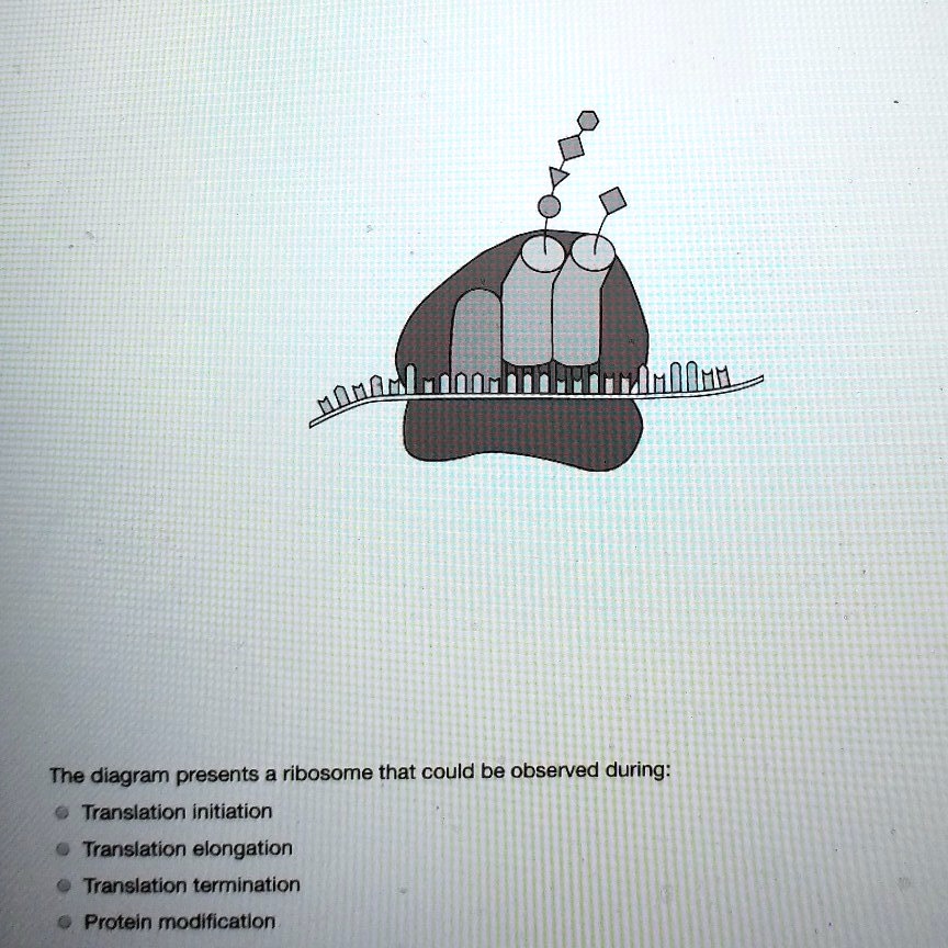 SOLVED: The diagram presents a ribosome that could be observed during: Translation Initiation ...