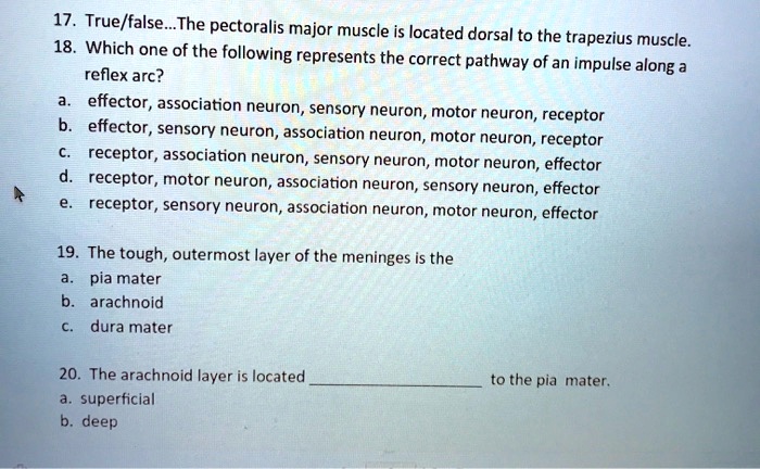 17 truefalse the pectoralis major muscle is located dorsal...