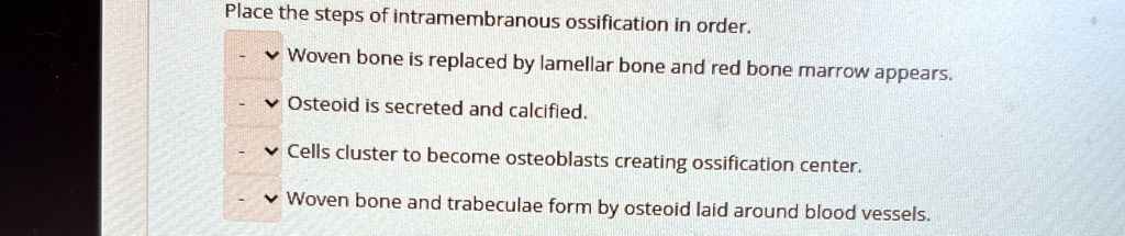 Place the steps of intramembranous ossification in order. ? Woven bone ...