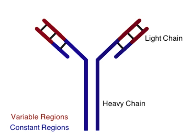 [GET ANSWER] light chain heavy chain variable regions constant regions ...