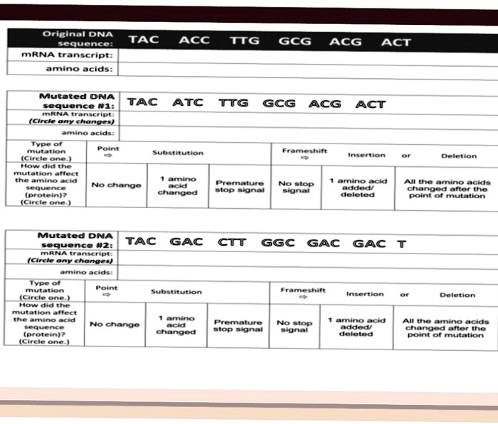 SOLVED: Origini DNA TAC ACC TTG GCG ACG ACT mRNA Lane Cnn Amino Acid: Mutated DNA sequence E1 ...