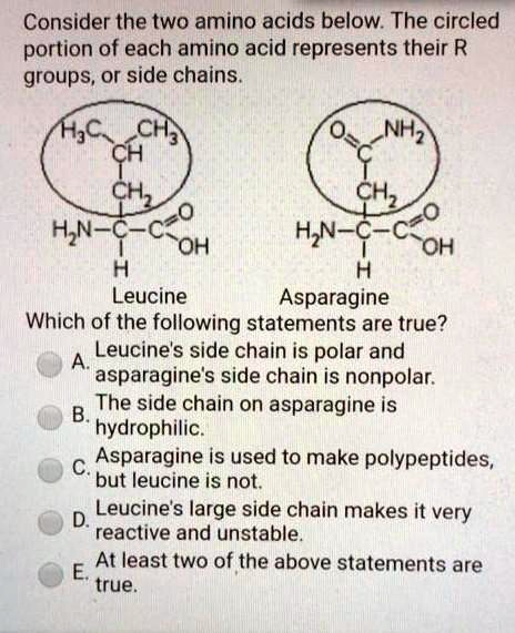 consider the two amino acids below the circled portion of each amino ...