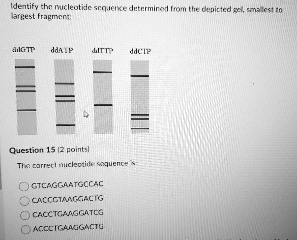 SOLVED: Identify the nucleotide sequence determined from the depicted ...