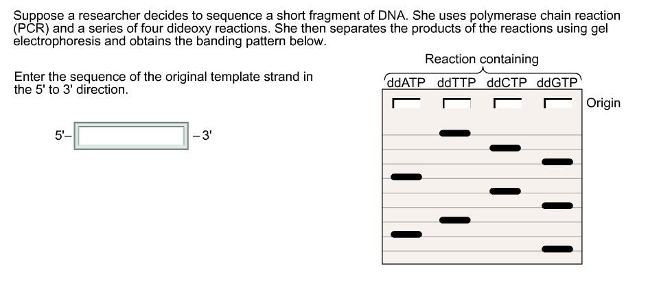 Suppose a researcher decides to sequence a short fragment of DNA. She ...