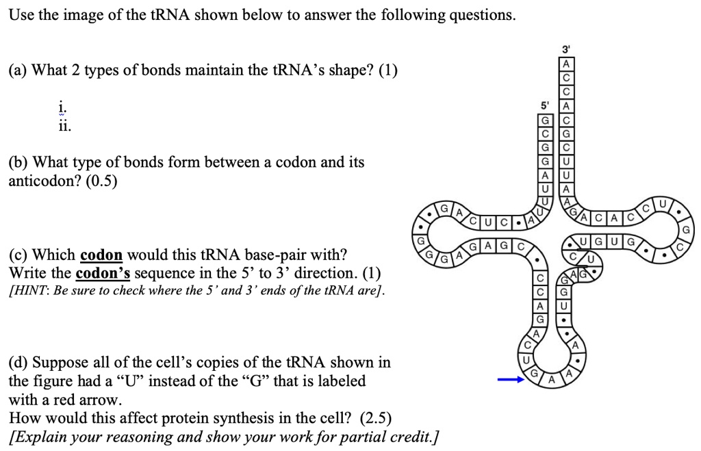 Use the image of the trna shown below to answer the...