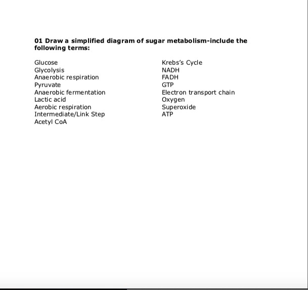 Draw a simplified diagram of sugar metabolism - include the following ...