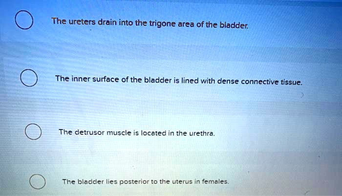 SOLVED:The urcters drain into the trigone area of the bladder: The ...