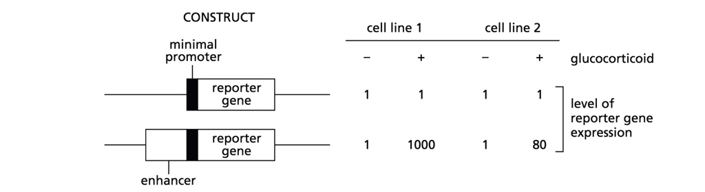 SOLVED: CONSTRUCT cell line cell line 2 minimal promoter glucocorticoid ...