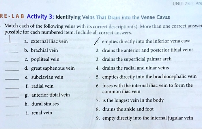 SOLVED: UNIT 23 An RE-LAB Activity 3: Identifying Veins That Drain into the Venae Cavae Match ...