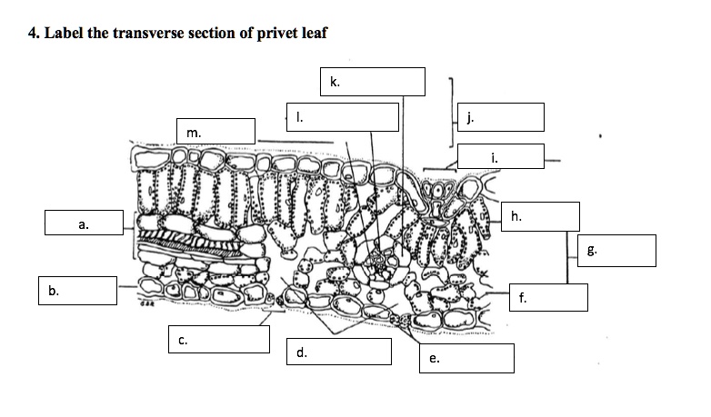 SOLVED: 4. Label the transverse section of 'privet leaf