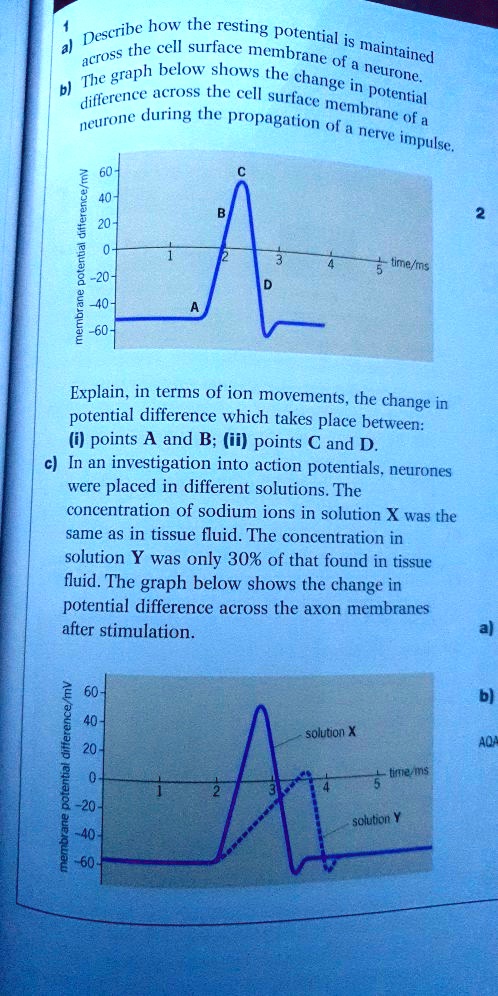 descrihe how the resting potential across the cell surface membrane ...