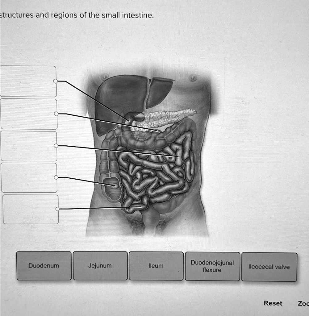 structures and regions of the small intestine duodenojejunal flexure ...