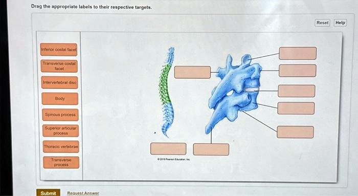 drag the appropriate labels to their respective targets inferior costal ...