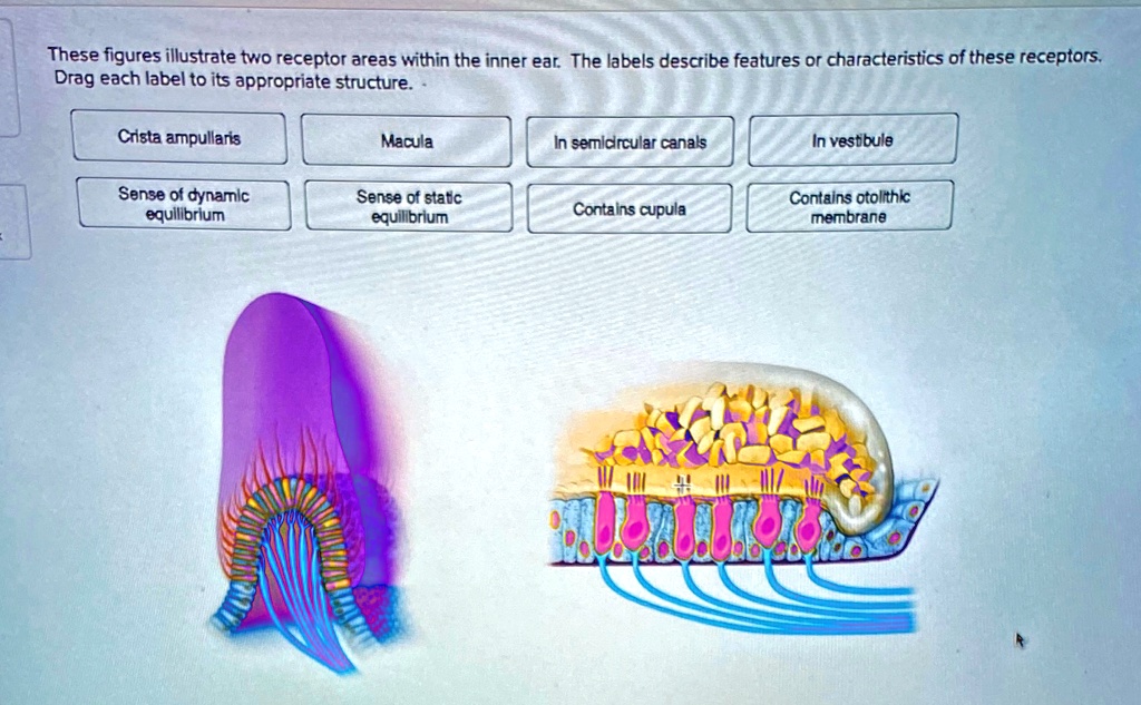 These figures illustrate two receptor areas within the inner ear. The ...