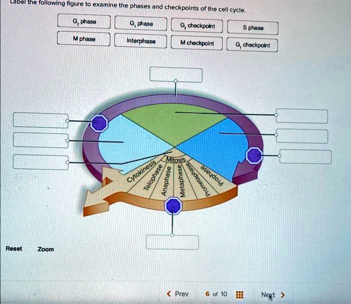 Label the following figure to examine the phases and checkpoints of the cell cycle. Reset Zoom ...