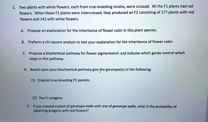 SOLVED: Two plants with white flowers each from true-breeding strains ...