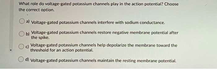 What role do voltage-gated potassium channels play in the action ...
