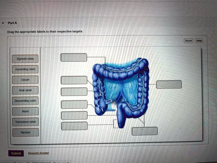 SOLVED: PartA Drag the appropriate labels to their respective targets ...
