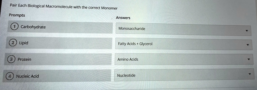 Pair Each Biological Macromolecule with the correct Monomer Prompts ...