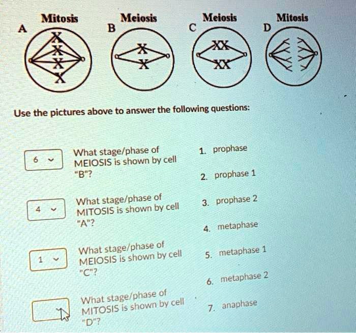 SOLVED: Mitosis Meiosis Meiosis Mitosts Use the pictures above to ...