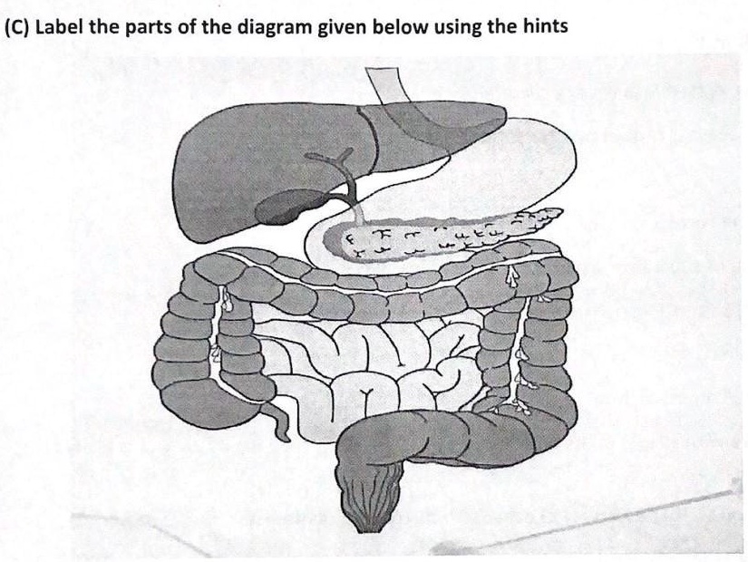 VIDEO solution: 'Label the parts of the diagram given below using the ... VIDEO solution: 'Label the parts of the diagram given below using the ...
