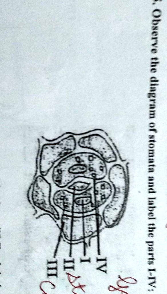 Observe the diagram of stomata and label the parts I-IV: I, II, III, IV.