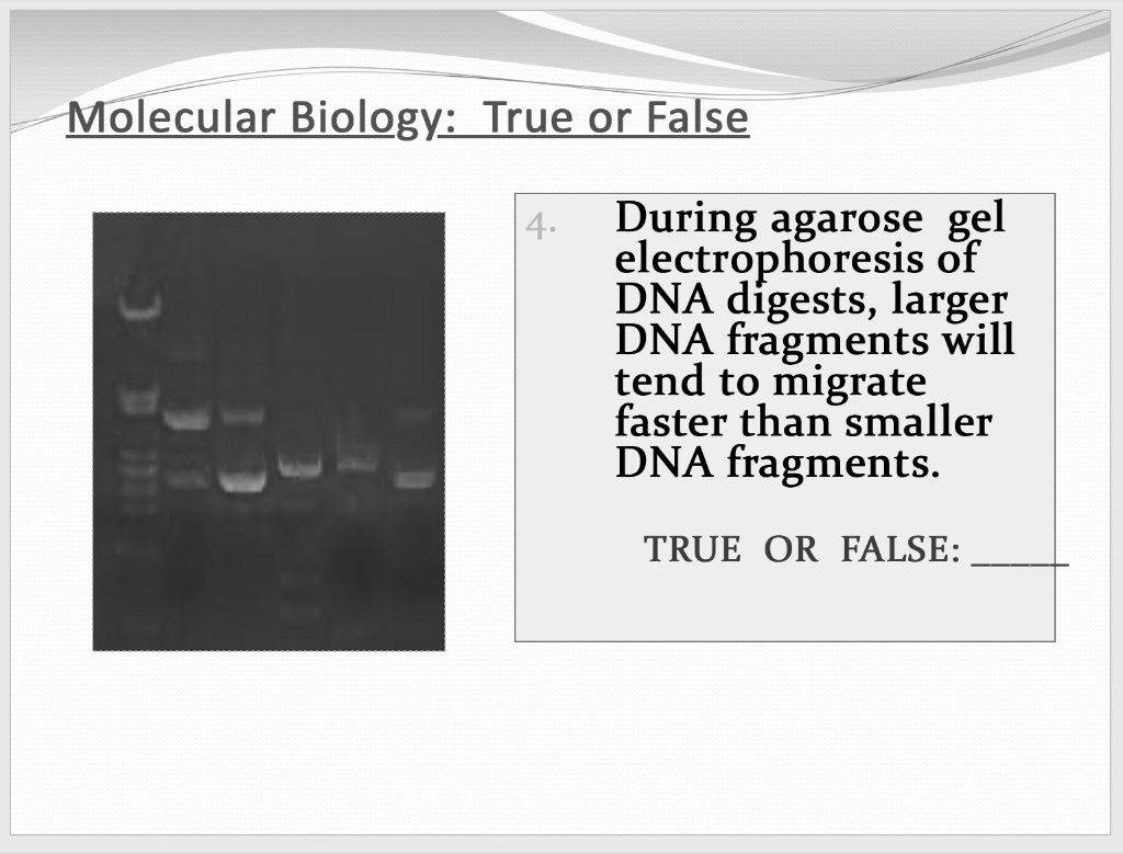 molecular biologyi true or false 4 during agarose gel electrophoresis ...