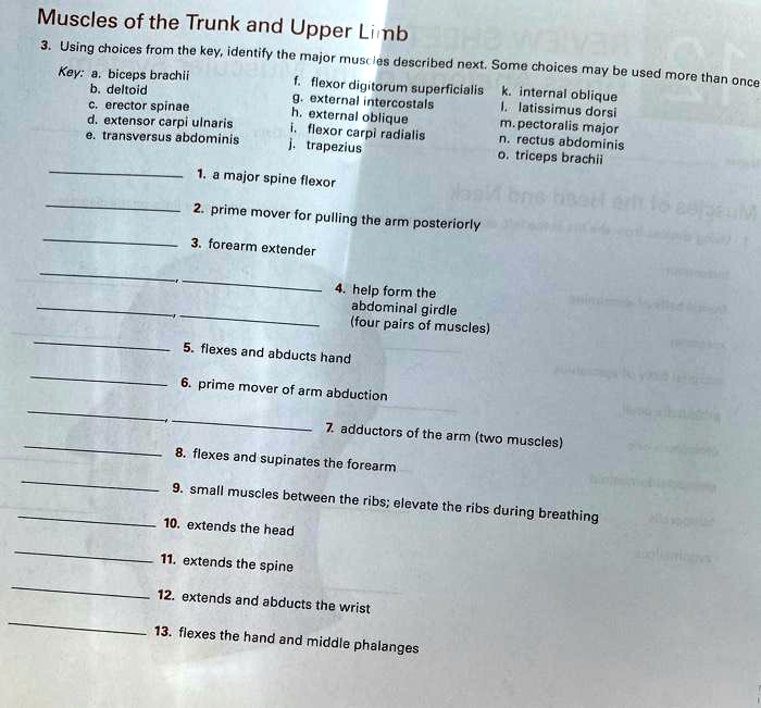 SOLVED: Muscles of the Trunk and Upper Limb: a. biceps brachii b ...