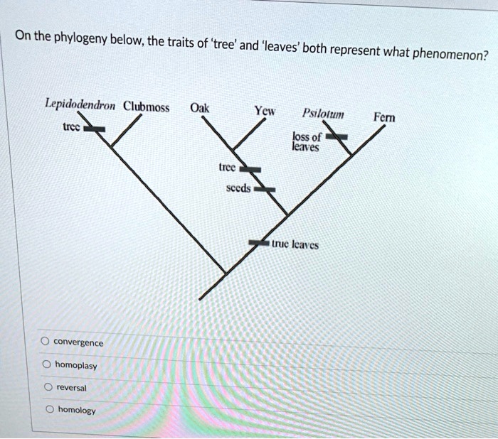 SOLVED: On the phylogeny below, the traits of 'tree' and 'leaves' both ...