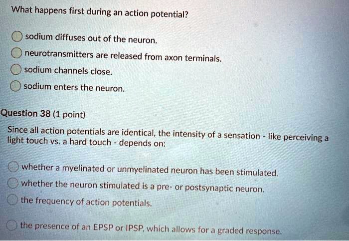 SOLVED: What happens first during an action potential? sodium diffuses ...