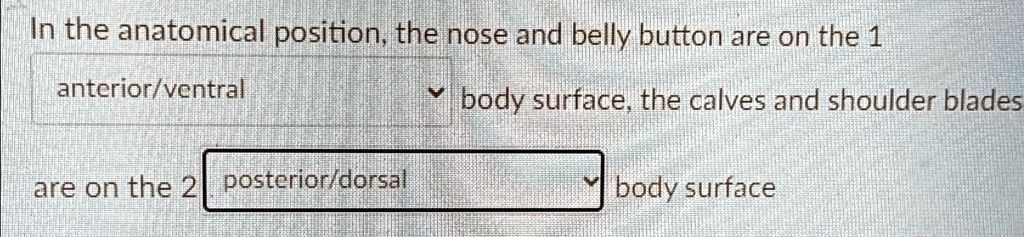In the anatomical position, the nose and belly button are on the 1 ...