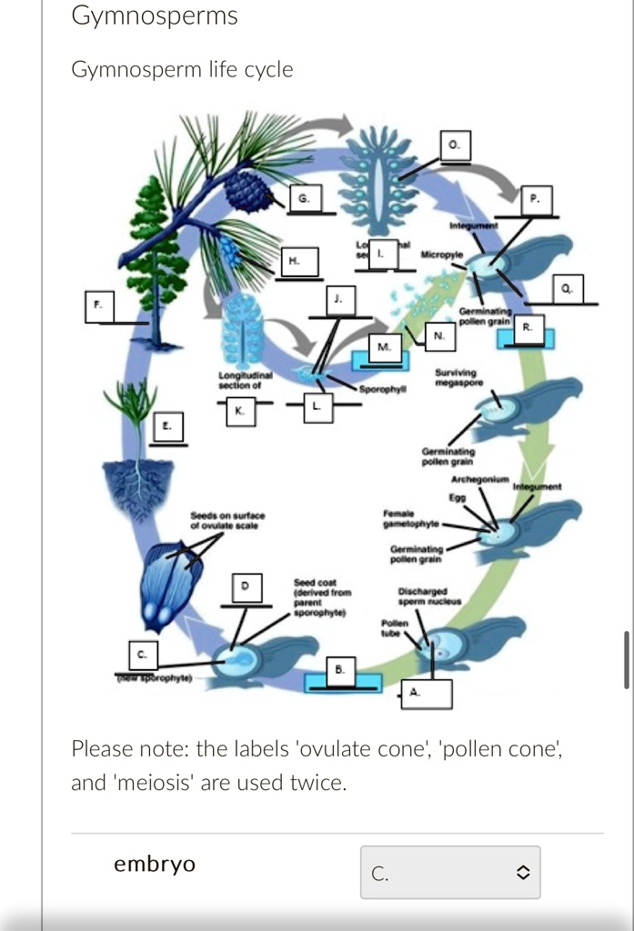 Gymnosperms Gymnosperm life cycle E. C. ???w sporophyte) Longitudinal ...