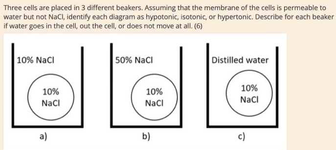 SOLVED: Three cells are placed in 3 different beakers.Assuming that the ...
