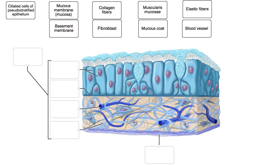 Correctly label the following parts of a mucus membrane. Ciliated cells ...