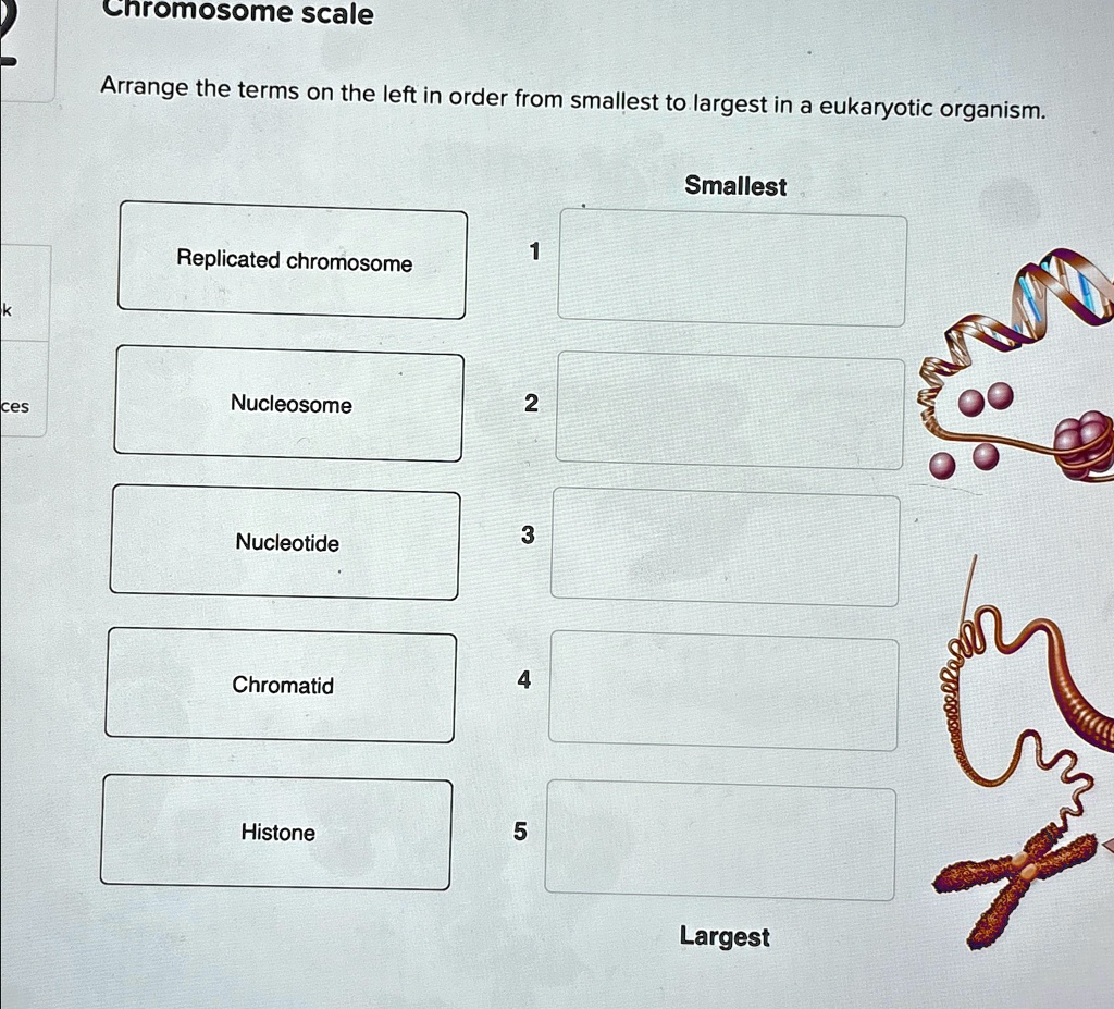 Chromosome scale Arrange the terms on the left in order from smallest ...